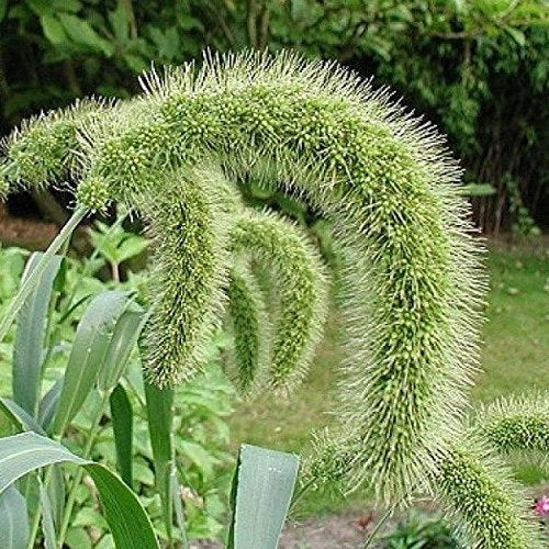 GERMAN STRAIN R FOXTAIL MILLET – Farmers Daughters Seeds