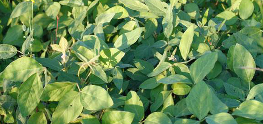 LAREDO HAY BEAN SEED – Farmers Daughters Seeds