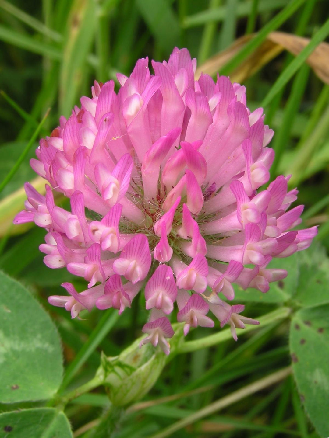 MEDIUM RED CLOVER – Farmers Daughters Seeds