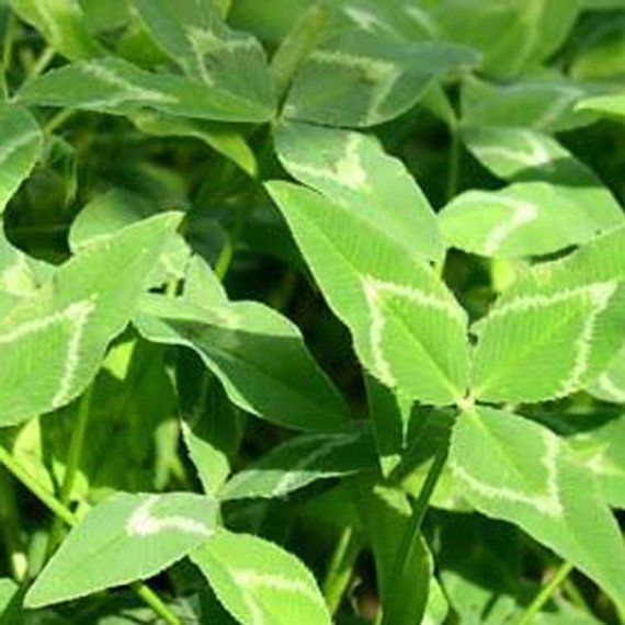 YUCHI ARROWLEAF CLOVER SEED – Farmers Daughters Seeds