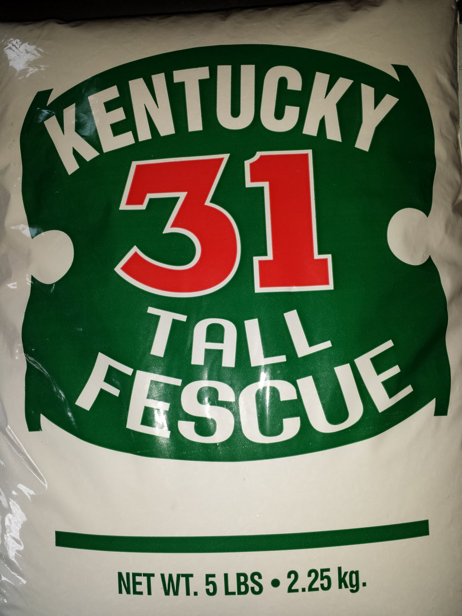 KENTUCKY 31 FESCUE – Farmers Daughters Seeds